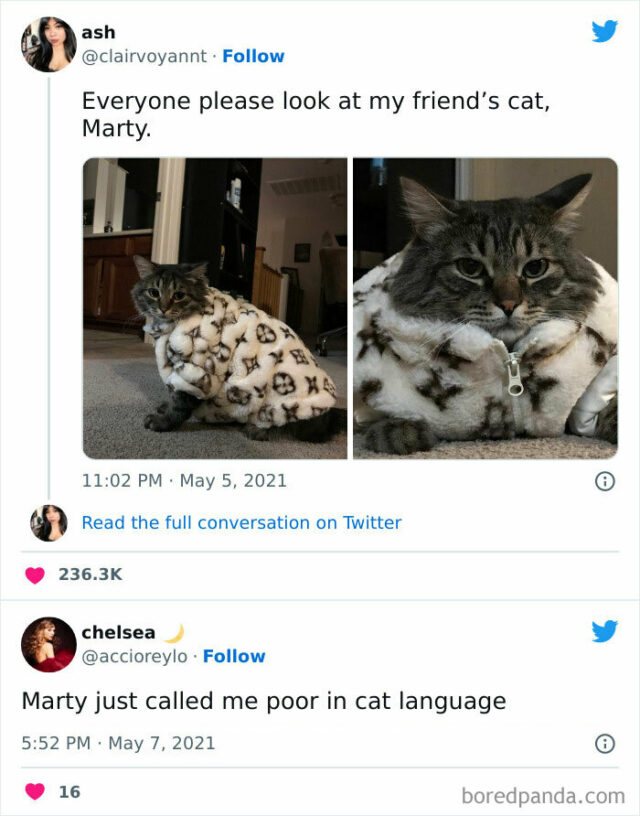 30 Pawsitively Adorable Cat Memes To Brighten Your Day | DeMilked