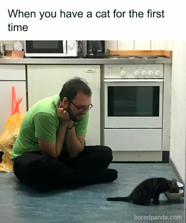 30 Pawsitively Adorable Cat Memes To Brighten Your Day | DeMilked