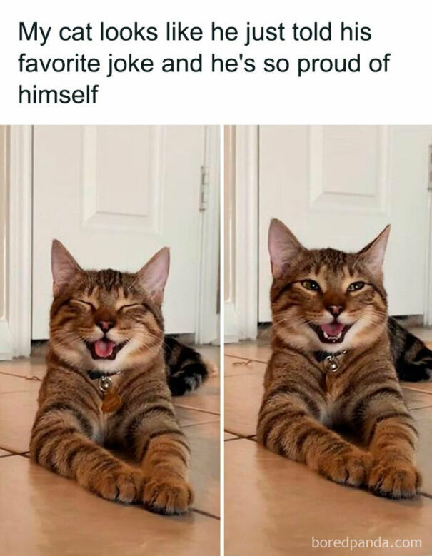 30 Pawsitively Adorable Cat Memes To Brighten Your Day | DeMilked