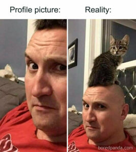 30 Pawsitively Adorable Cat Memes To Brighten Your Day | DeMilked