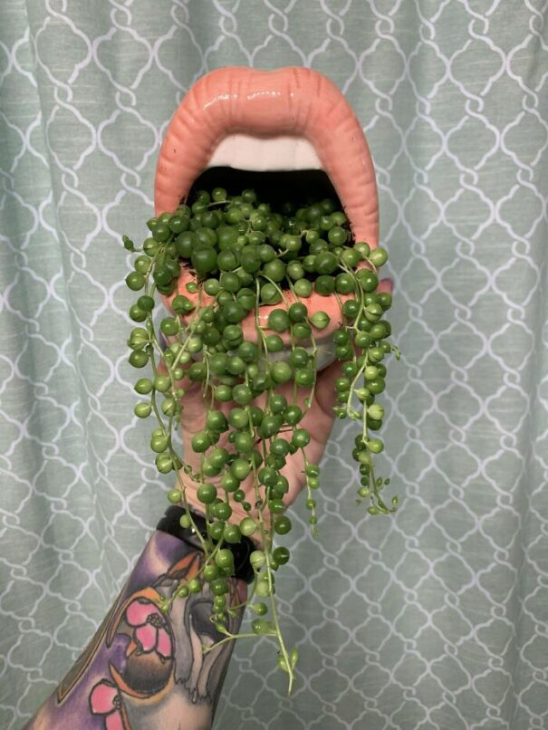 20 Examples of Plants and Pots Perfectly Paired Together | DeMilked