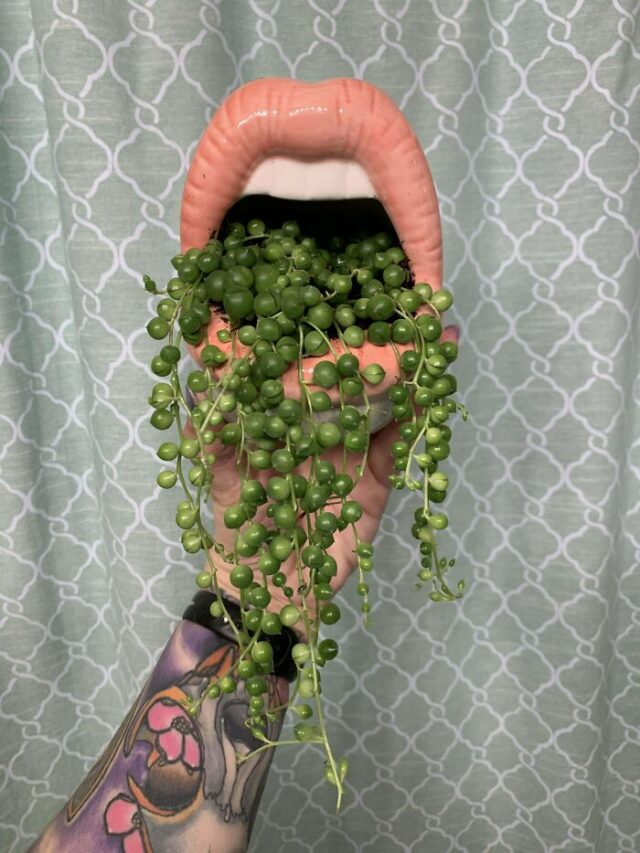 20 Examples of Plants and Pots Perfectly Paired Together | DeMilked