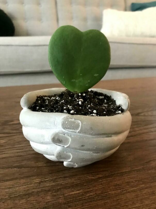 20 Examples of Plants and Pots Perfectly Paired Together | DeMilked