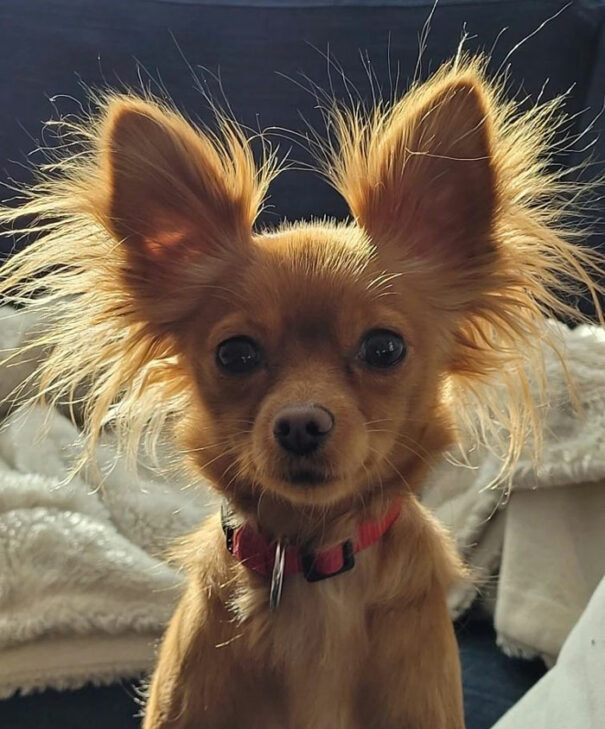 20 Of The Rarest And Most Extraordinary Dog Breeds Of The World | DeMilked