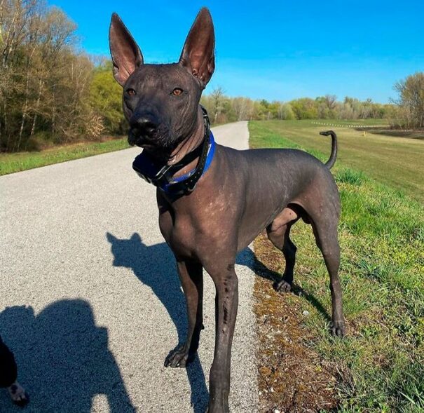 20 Of The Rarest And Most Extraordinary Dog Breeds Of The World | DeMilked