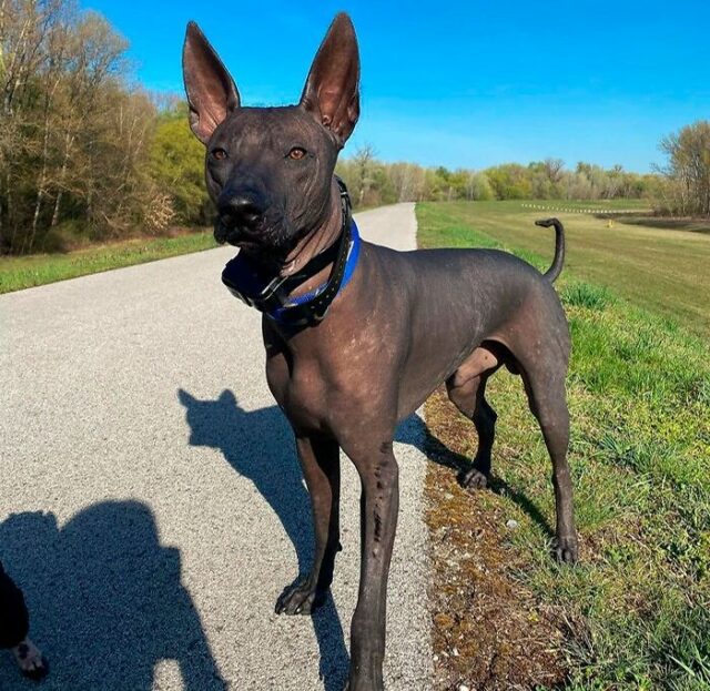 20 Of The Rarest And Most Extraordinary Dog Breeds Of The World | DeMilked