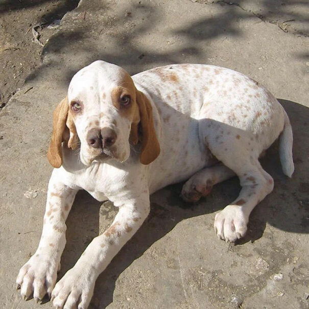20 Of The Rarest And Most Extraordinary Dog Breeds Of The World | DeMilked