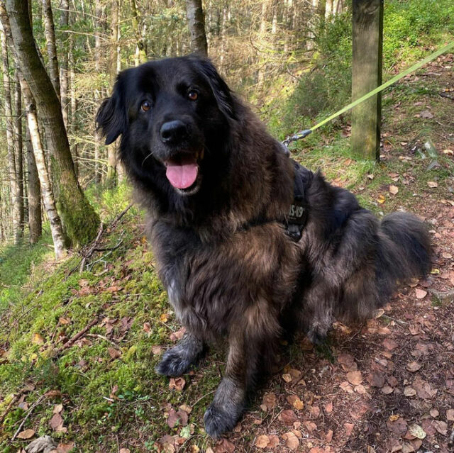 20 Of The Rarest And Most Extraordinary Dog Breeds Of The World | DeMilked