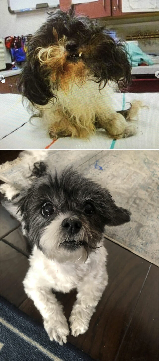 20 Before-And-After Transformation Pics Of Dogs That Got Adopted | DeMilked
