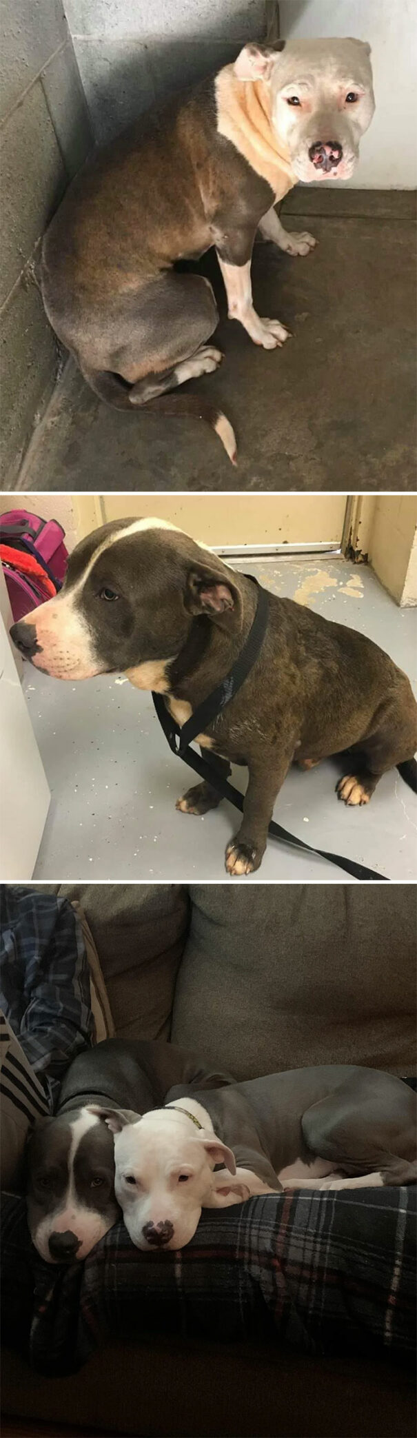 20 Before And After Transformation Pics Of Dogs That Got Adopted Demilked