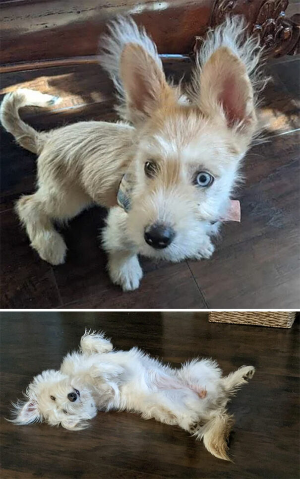 20 Before-And-After Transformation Pics Of Dogs That Got Adopted | DeMilked