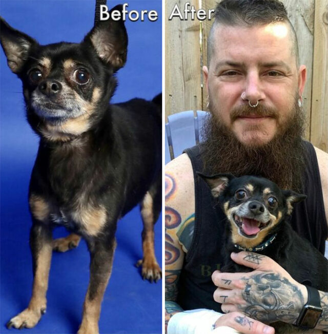 20 Before-And-After Transformation Pics Of Dogs That Got Adopted | DeMilked
