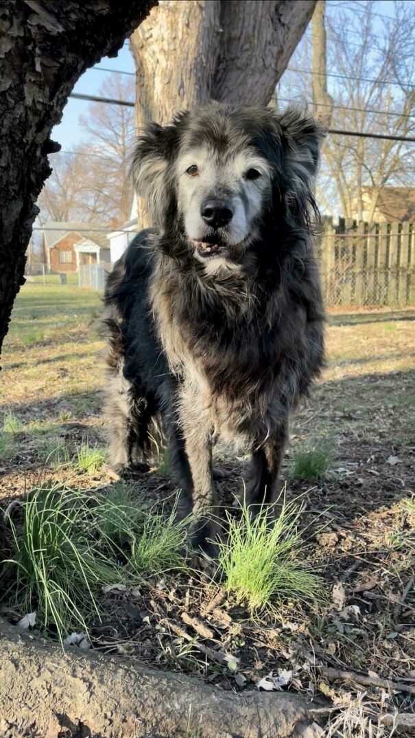 30 Uplifting Images Of Elderly Dogs Who Remind Us To Live In The Moment ...
