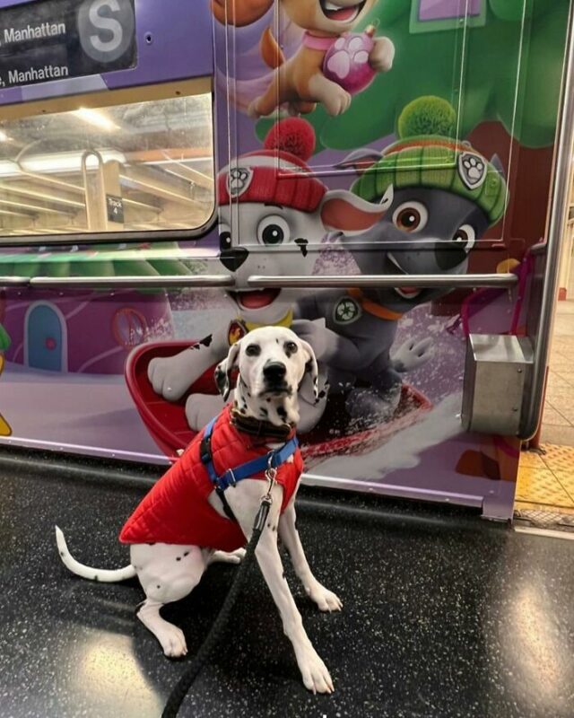 20 Examples Of The Subway Doppelgänger Phenomenon | DeMilked