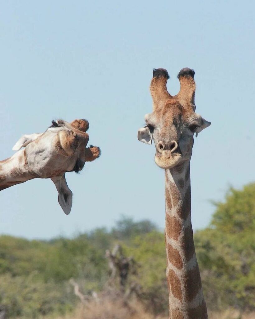 20 Amazing Shots Of Animals Caught On Camera From “The Decisive Moments ...