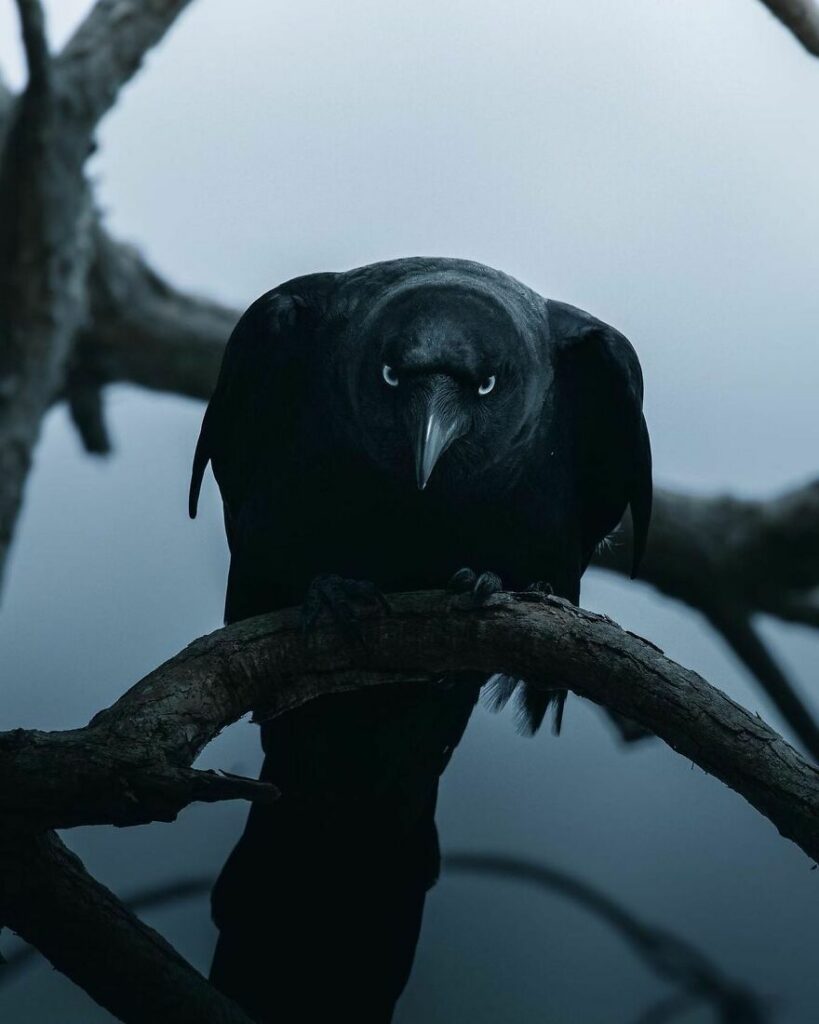 20 Amazing Shots Of Animals Caught On Camera From “The Decisive Moments ...