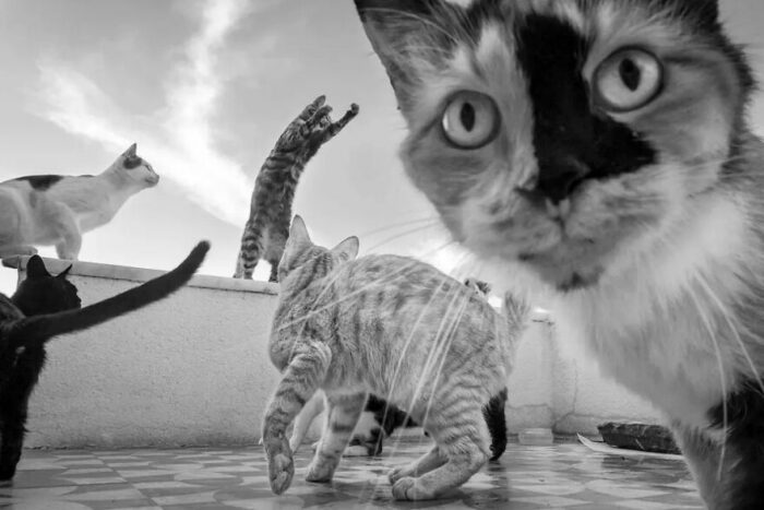 20 Amazing Shots Of Animals Caught On Camera From “The Decisive Moments ...