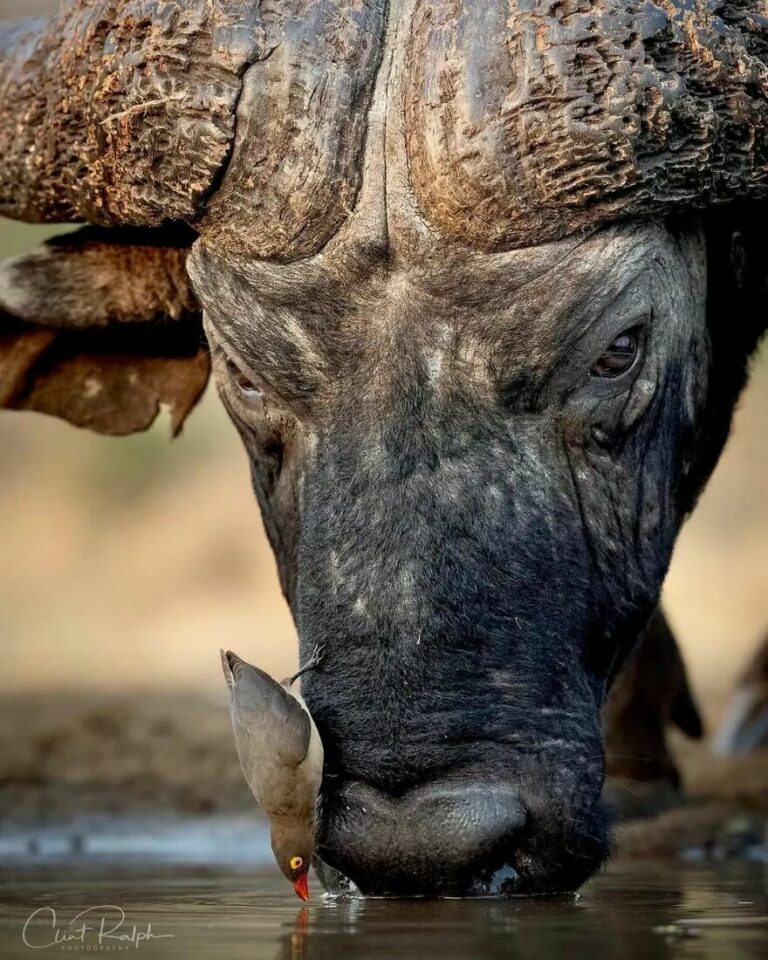 20 Amazing Shots Of Animals Caught On Camera From “The Decisive Moments ...