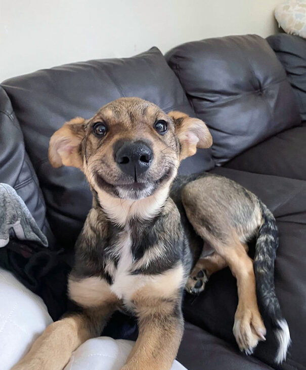 30 Heartwarming Pics Of Animals Being Their Wholesome Best | DeMilked