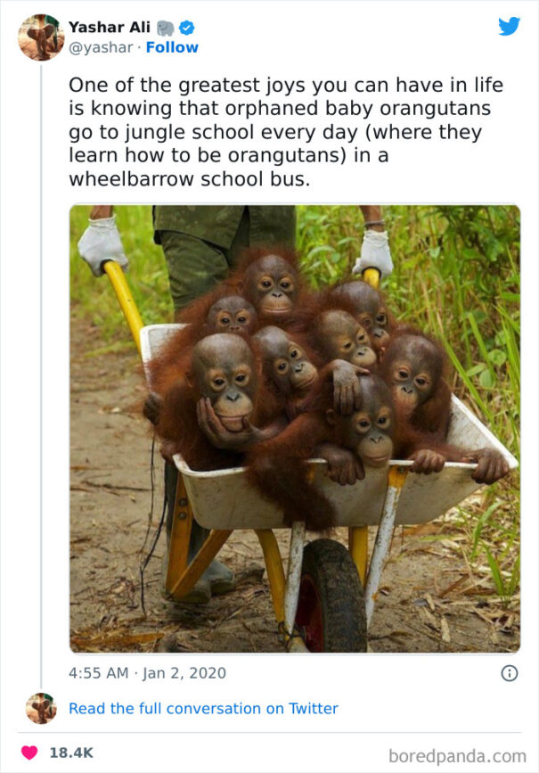 30 Heartwarming Pics Of Animals Being Their Wholesome Best | DeMilked