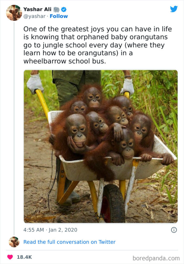 30 Heartwarming Pics Of Animals Being Their Wholesome Best | DeMilked