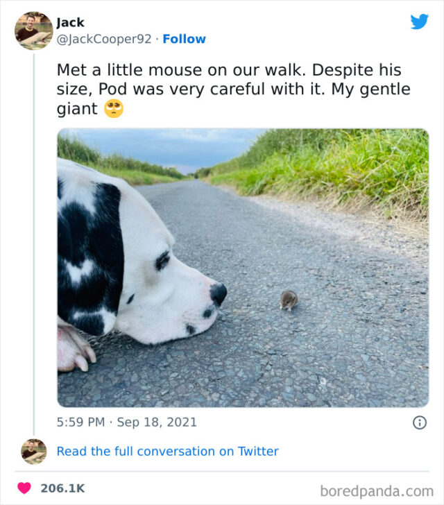 30 Heartwarming Pics Of Animals Being Their Wholesome Best | DeMilked