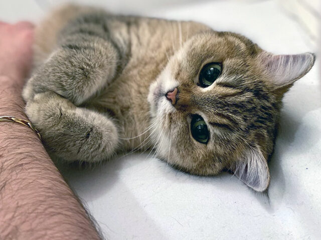 30 Heartwarming Pics Of Animals Being Their Wholesome Best | DeMilked