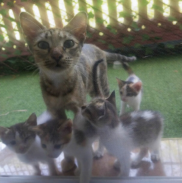 30 Heartwarming Pics Of Animals Being Their Wholesome Best | DeMilked