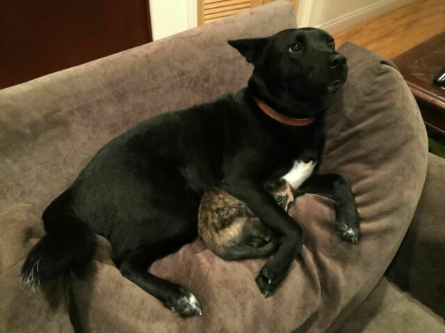 30 Heartwarming Pics Of Animals Being Their Wholesome Best | DeMilked