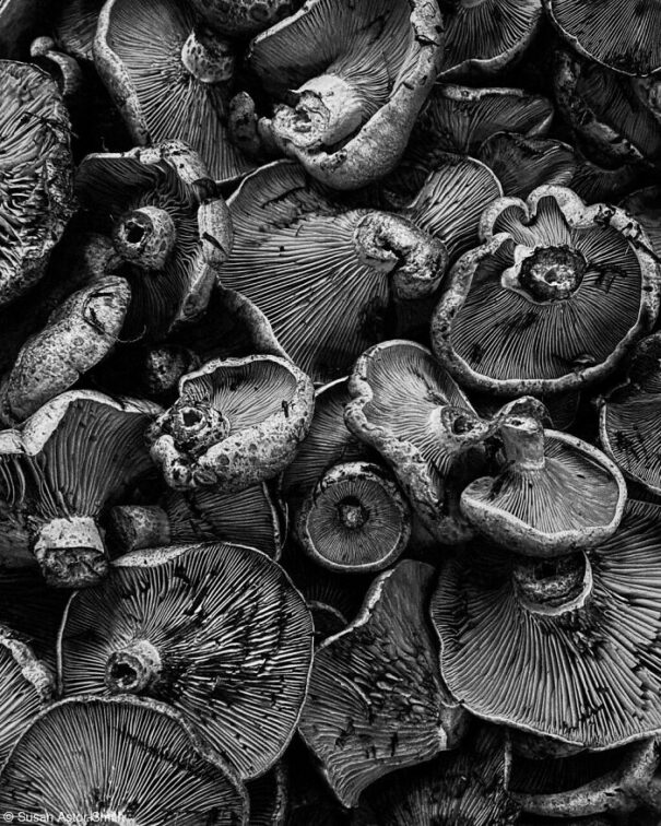 20 Winning Images From The Pink Lady® Food Photographer Of The Year ...