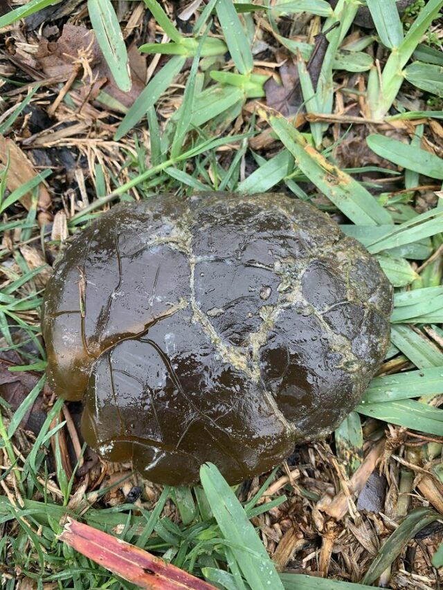 20 Strange-Looking Objects People Posted On This Online Group To Get An ...