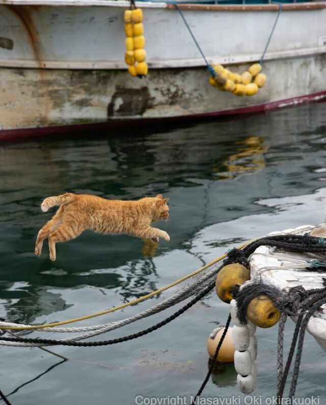 20 Captivating Images Of Stray Cats In Quirky And Adorable Poses ...