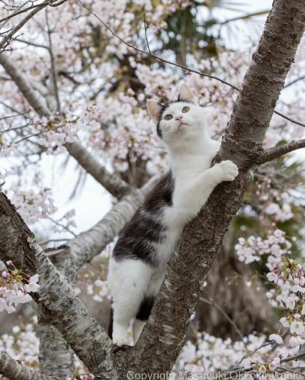 20 Captivating Images Of Stray Cats In Quirky And Adorable Poses ...