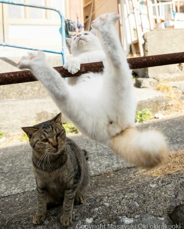 20 Captivating Images Of Stray Cats In Quirky And Adorable Poses ...