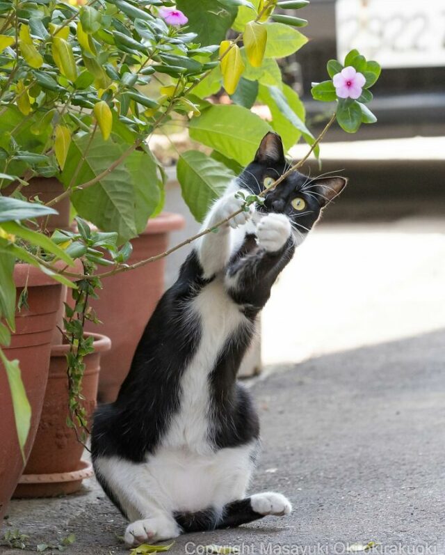 20 Captivating Images Of Stray Cats In Quirky And Adorable Poses ...