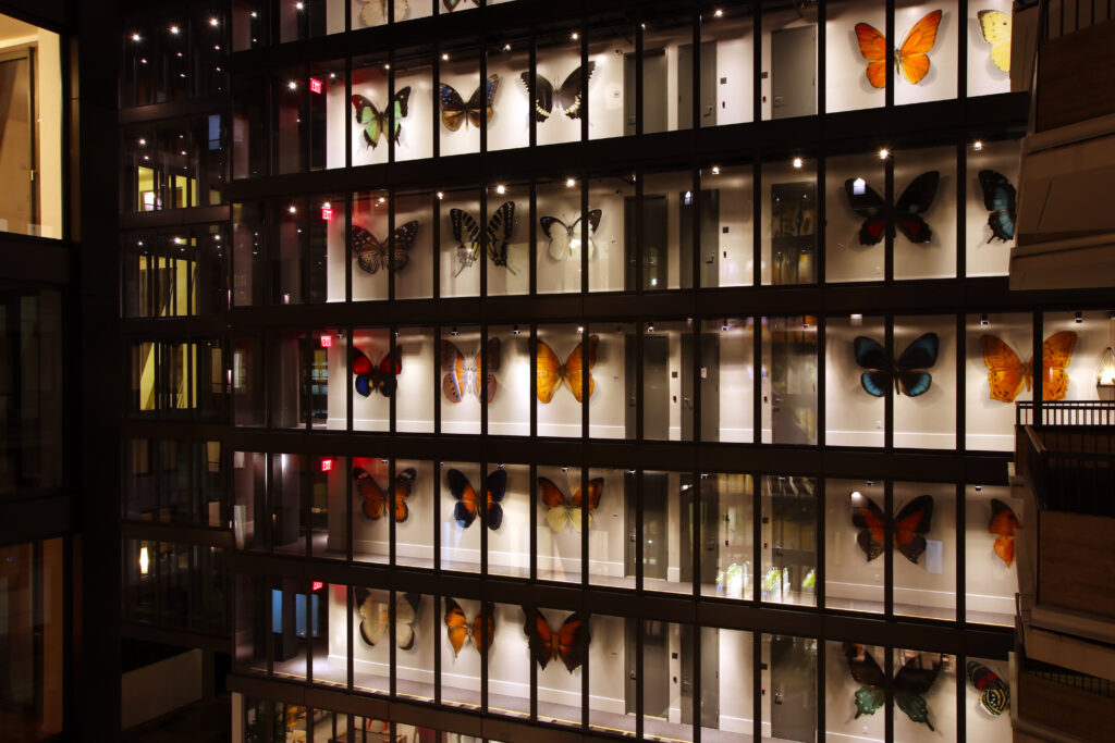 Artist Creates Larger-Than-Life Butterfly Murals To Beautify City Walls ...