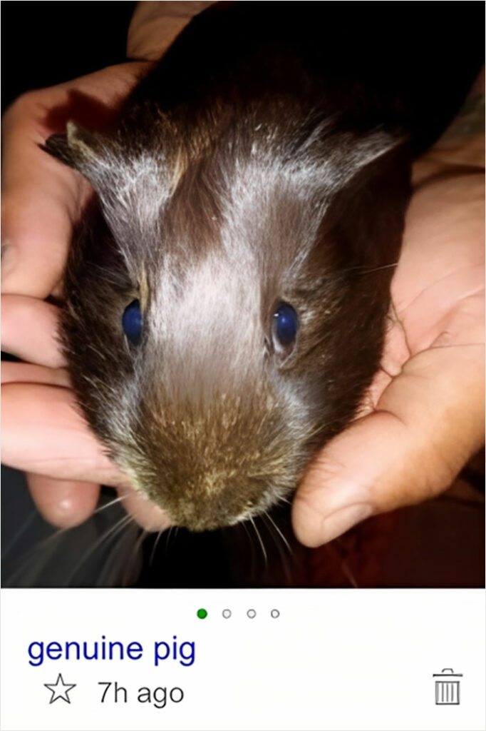 “Bone Apple Tea”: 20 Times People Hilariously Butchered A Common Phrase ...