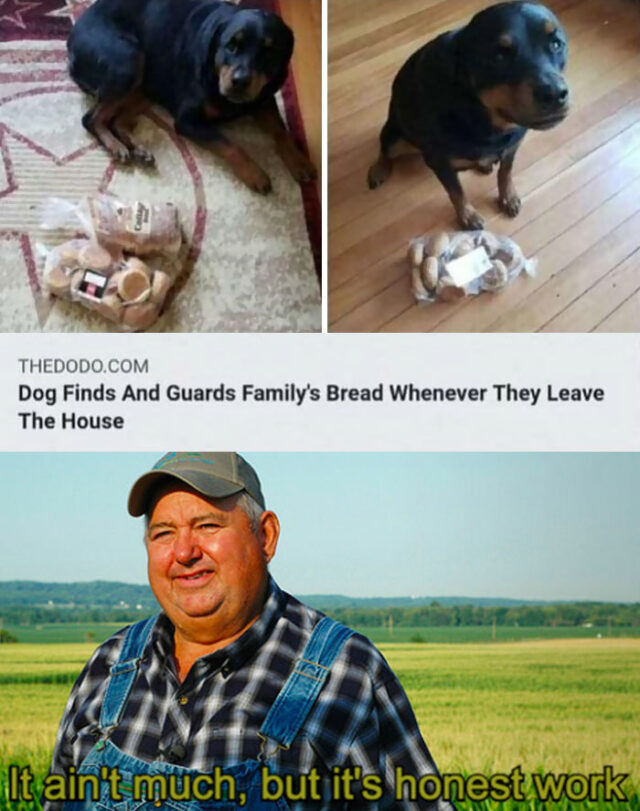 30 Funny And Wholesome Memes That Might Brighten Your Day | DeMilked