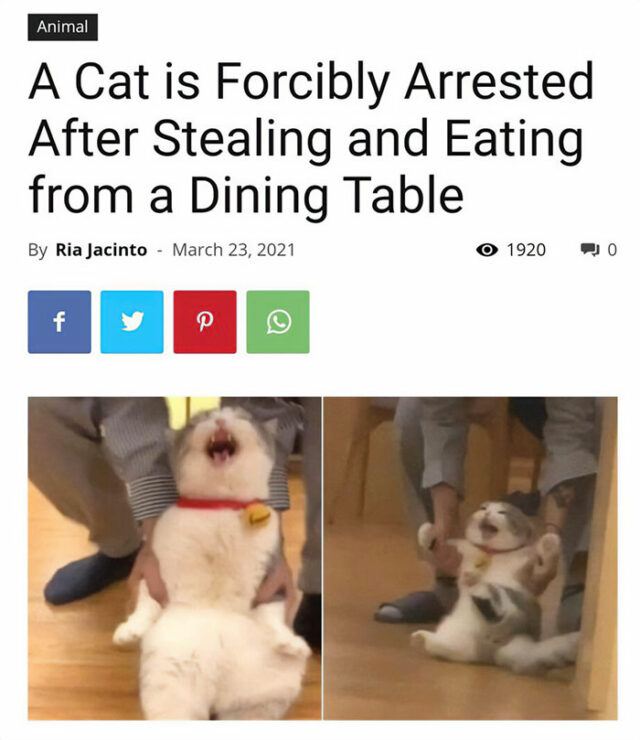 30 Funny And Wholesome Memes That Might Brighten Your Day | DeMilked