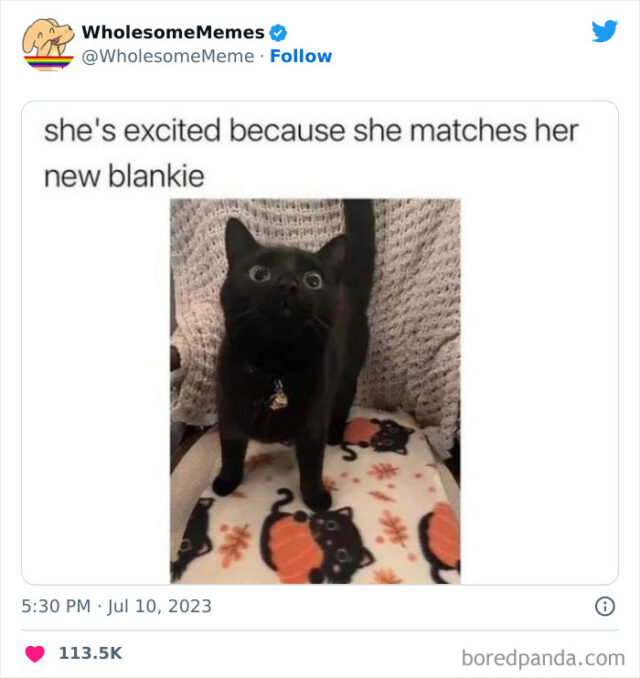 30 Funny And Wholesome Memes That Might Brighten Your Day | DeMilked