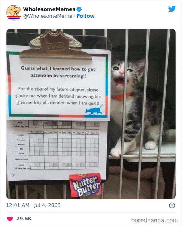 30 Funny And Wholesome Memes That Might Brighten Your Day | DeMilked