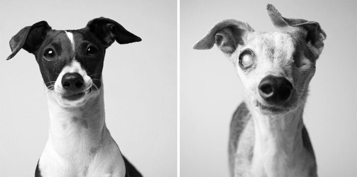 20 Touching Photos Comparing Dogs As Pups Vs Their Older Selves | DeMilked