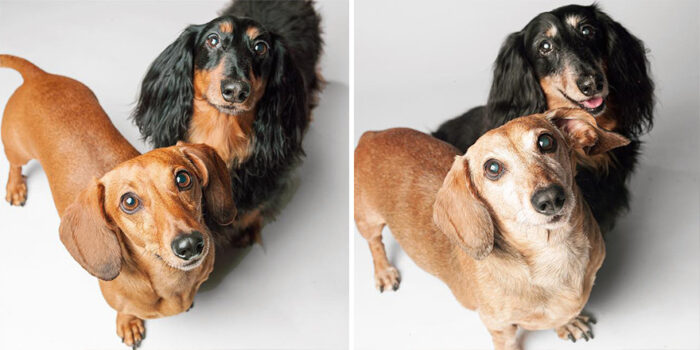 20 Touching Photos Comparing Dogs As Pups Vs Their Older Selves | DeMilked