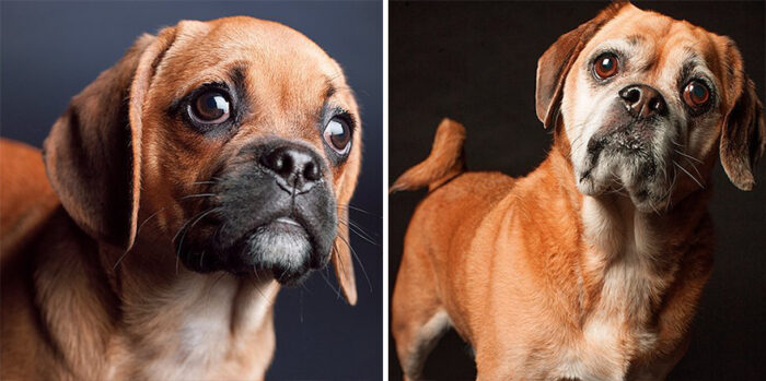 20 Touching Photos Comparing Dogs As Pups Vs Their Older Selves | DeMilked