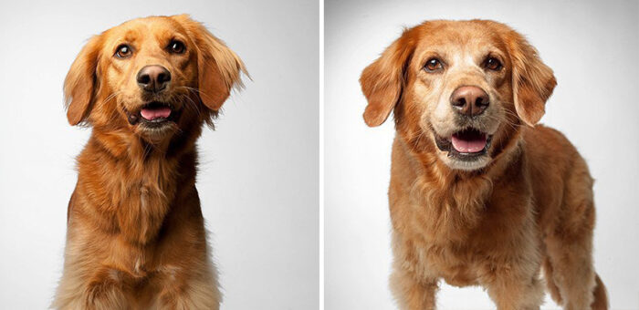 20 Touching Photos Comparing Dogs As Pups Vs Their Older Selves | DeMilked
