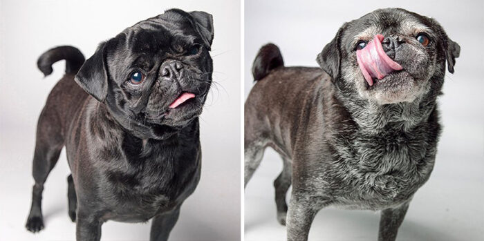 20 Touching Photos Comparing Dogs As Pups Vs Their Older Selves | DeMilked