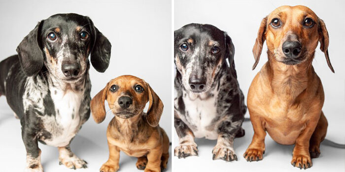 20 Touching Photos Comparing Dogs As Pups Vs Their Older Selves | DeMilked