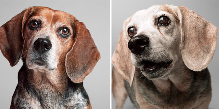 20 Touching Photos Comparing Dogs As Pups Vs Their Older Selves | DeMilked