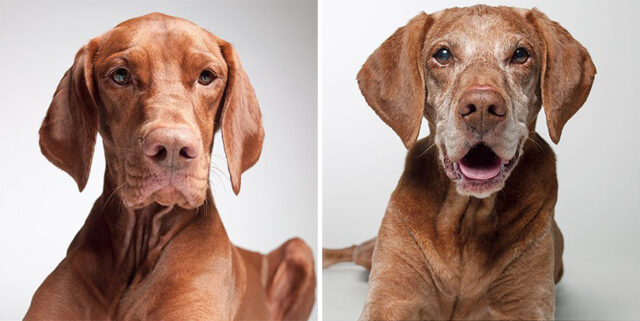 20 Touching Photos Comparing Dogs As Pups Vs Their Older Selves | DeMilked