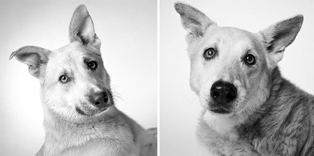 20 Touching Photos Comparing Dogs As Pups Vs Their Older Selves | DeMilked